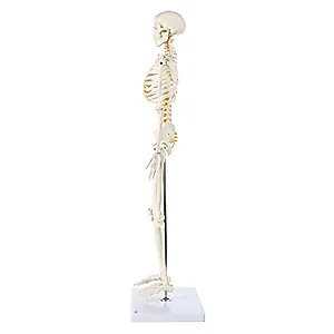 Axis Scientific Mini Human Skeleton Model with Metal Stand, 31" Tall with Removable Arms and Legs, Easy to Assemble, Includes Detailed Product Manual for Study