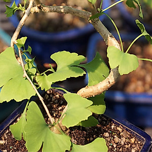 Brussel's Bonsai Live Ginkgo Bonsai Tree - 4 Years, 10 to 14 Inches Tall - Outdoor Bonsai Tree Live in Decorative Ceramic Bonsai Pot