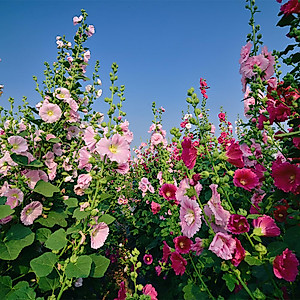 400+ Mix Hollyhock Seeds for Planting (Alcea Rosea) Multicolored Double Hollyhock