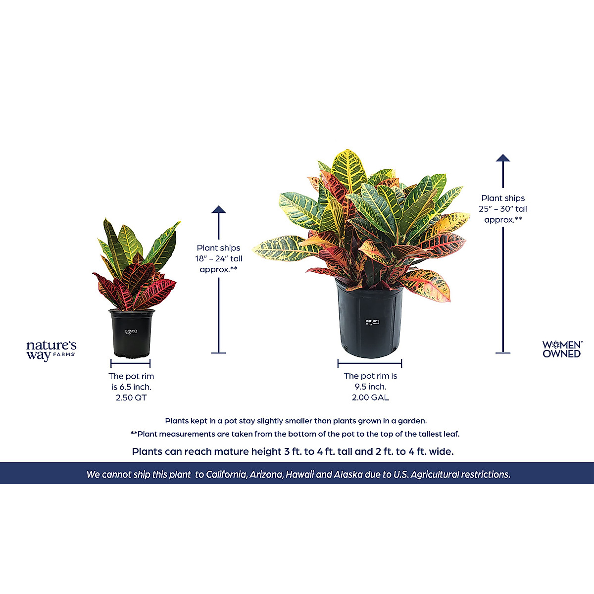 Nature’s Way Farms Croton Petra Live Plant (18-24 in. Tall) in Growers Pot