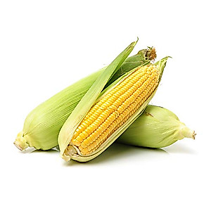 Golden X Bantom Corn Seeds for Planting, 50+ Heirloom Seeds Per Packet, (Isla's Garden Seeds), Non GMO Seeds, Botanical Name: Zea mays, Great Home Garden Gift
