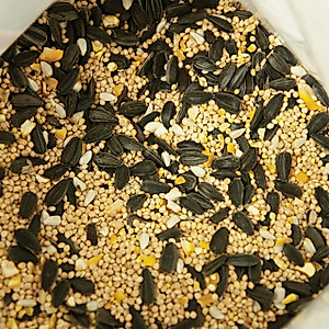 Martha Stewart MTS-PRMBRDSD 5-Pound Premium Song Blend Bird Seed, Clear