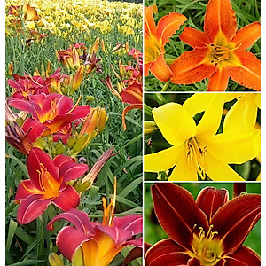 50+ Mixed Hemerocallis Hybrida Daylily Flowers Seeds Perennial Garden Plant Blooming