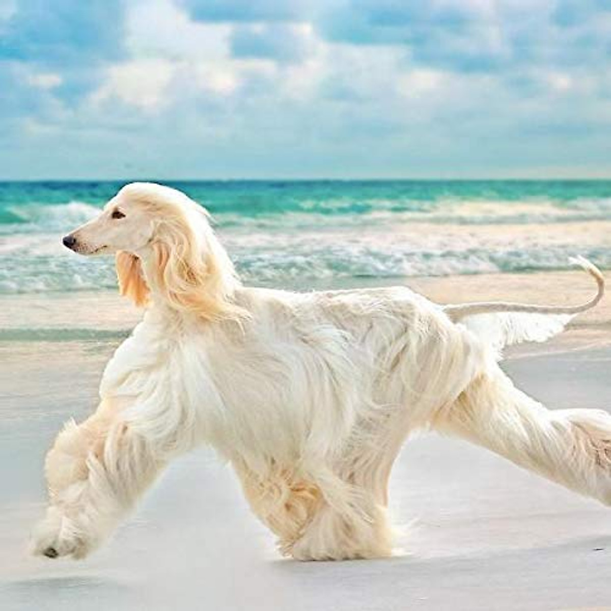 Dog Skin Care Supplements - Dog Hair and Coat Health Complex - Healthy Skin and Nails - Itch Relief - Powerful - Vitamin d for Dogs - 120 Treats (2 Bottles)