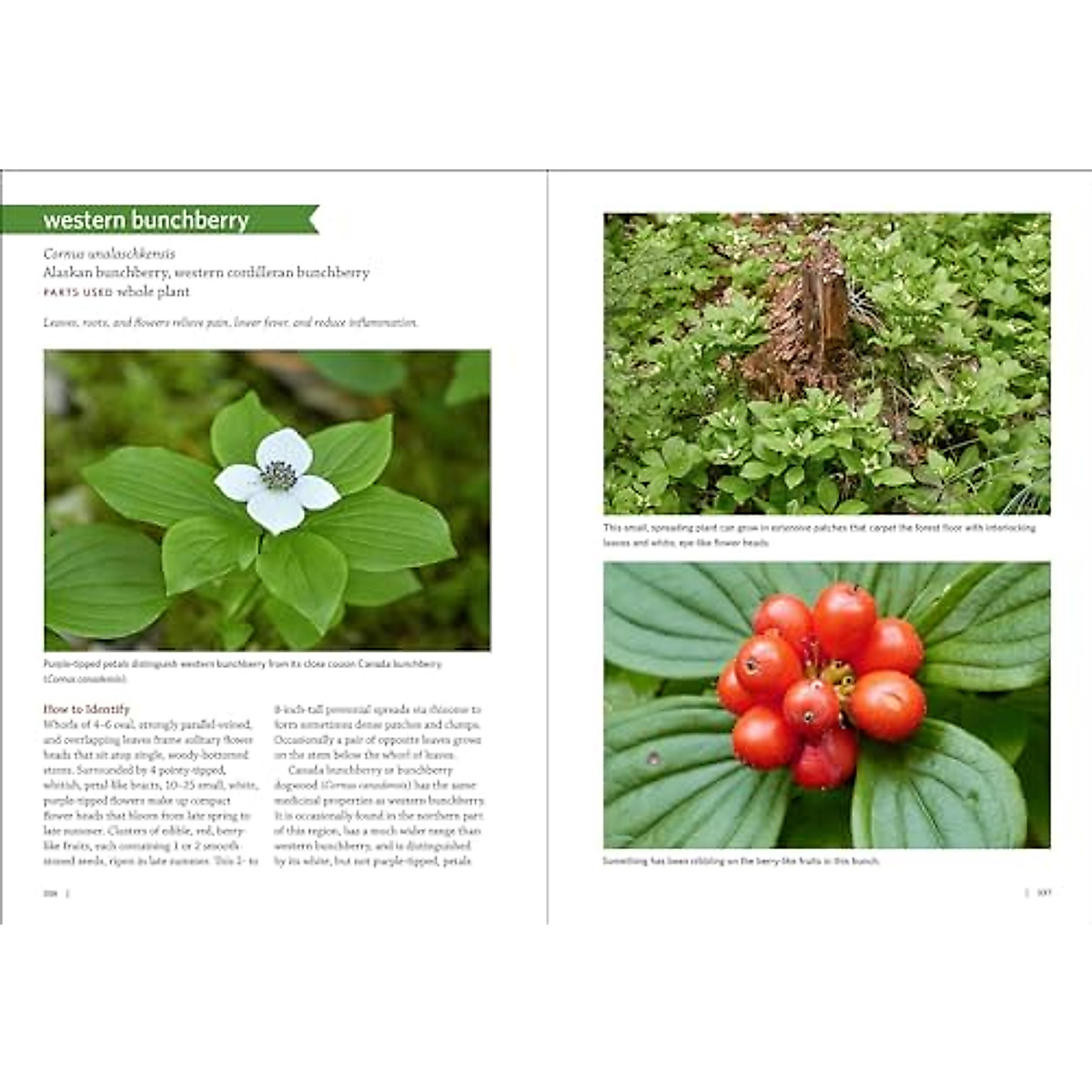 Pacific Northwest Medicinal Plants: Identify, Harvest, and Use 120 Wild Herbs for Health and Wellness (Medicinal Plants Series)