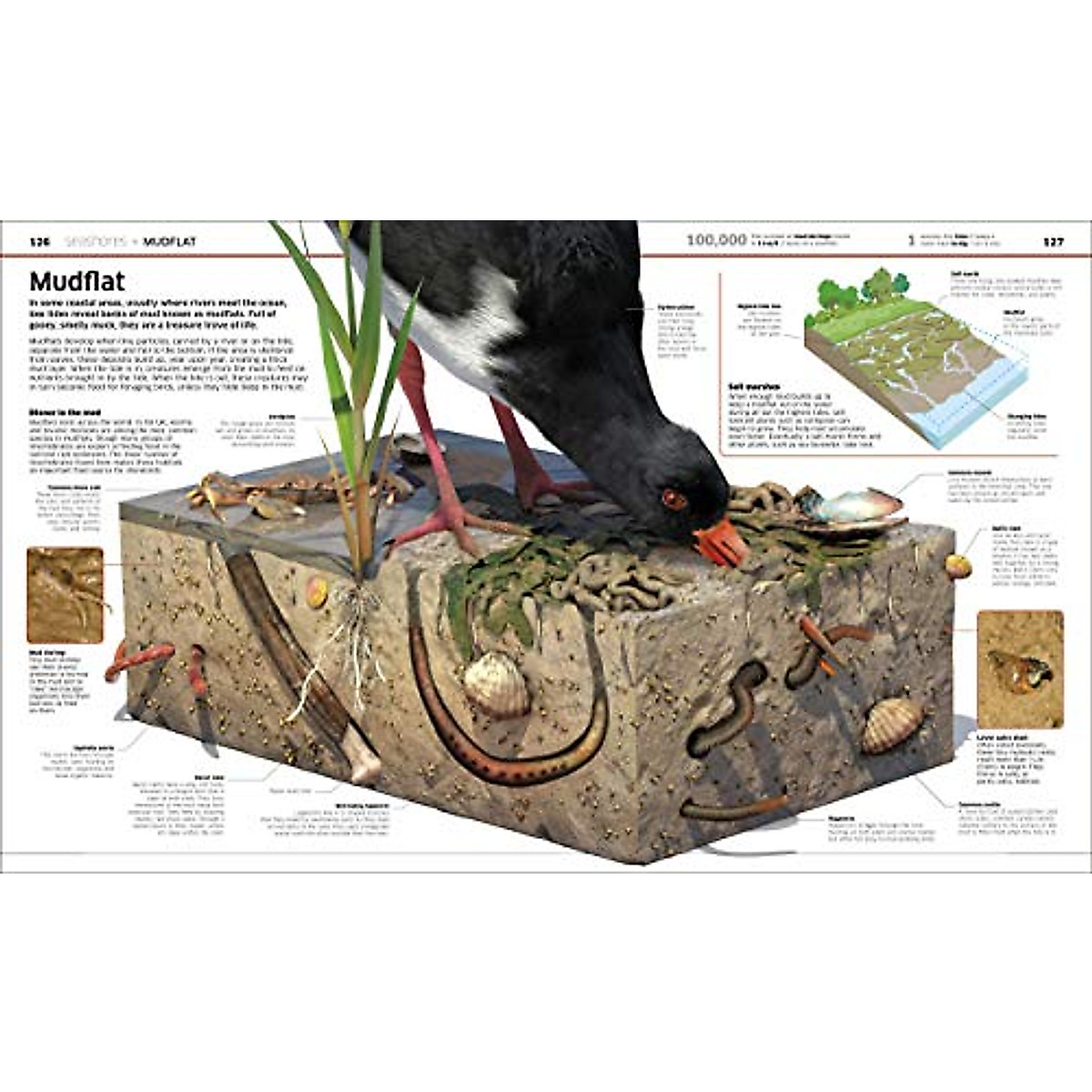 Knowledge Encyclopedia Ocean! (DK Knowledge Encyclopedias)