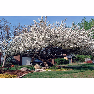 Sargent Crabapple Tree/Shrub - Live Plant - 12-18" Tall - Quart Pot - Malus sargentii