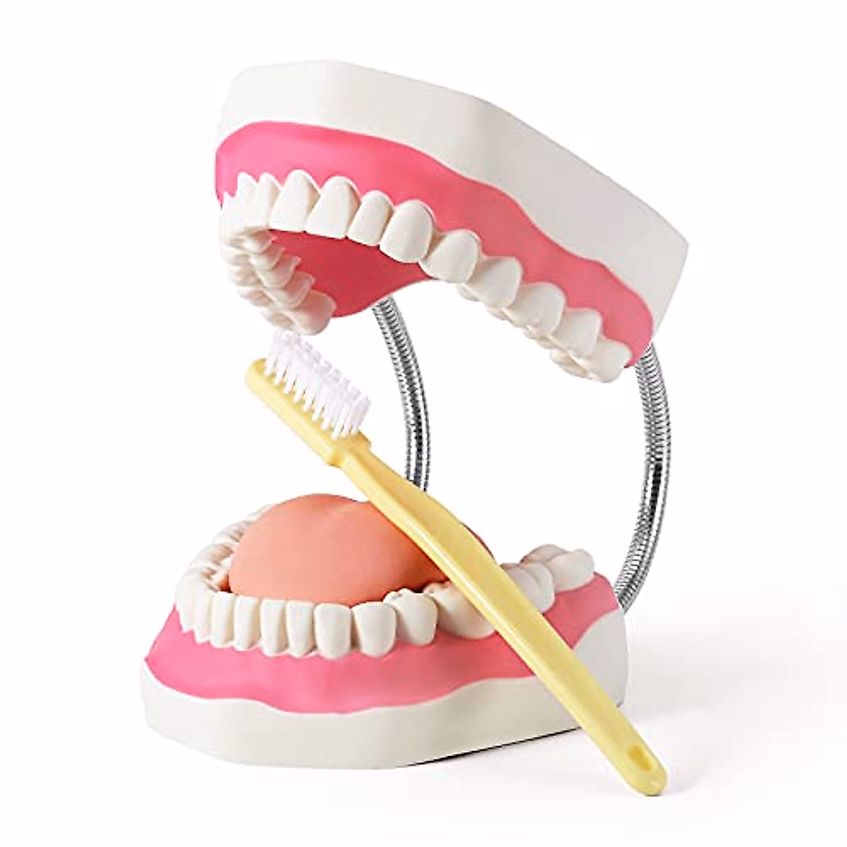 Annhua Large Anatonmical Teeth Model 6 Times Dental Hygiene Teeth Models, Dentist Teaching Oral Care Model with Detachable Tongue and Denture Toothbrush