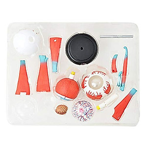 OUBO 4D Anatomical Human Eyes Structural Model Anatomy Medical Teaching School