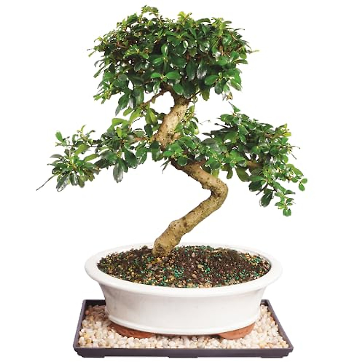 Brussel's Live Chinese Elm Outdoor Bonsai Tree - 14 Years Old; 16" to 20" Tall with Decorative Container, Humidity Tray & Deco Rock