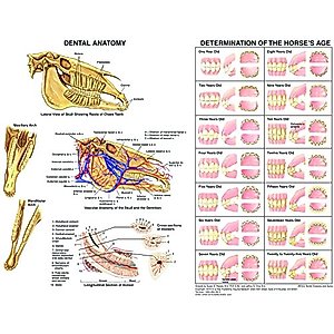 Equine Dental Anatomy Chart Horse
