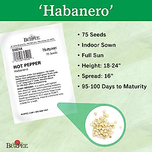 Burpee Habanero Hot Pepper Seeds 75 seeds