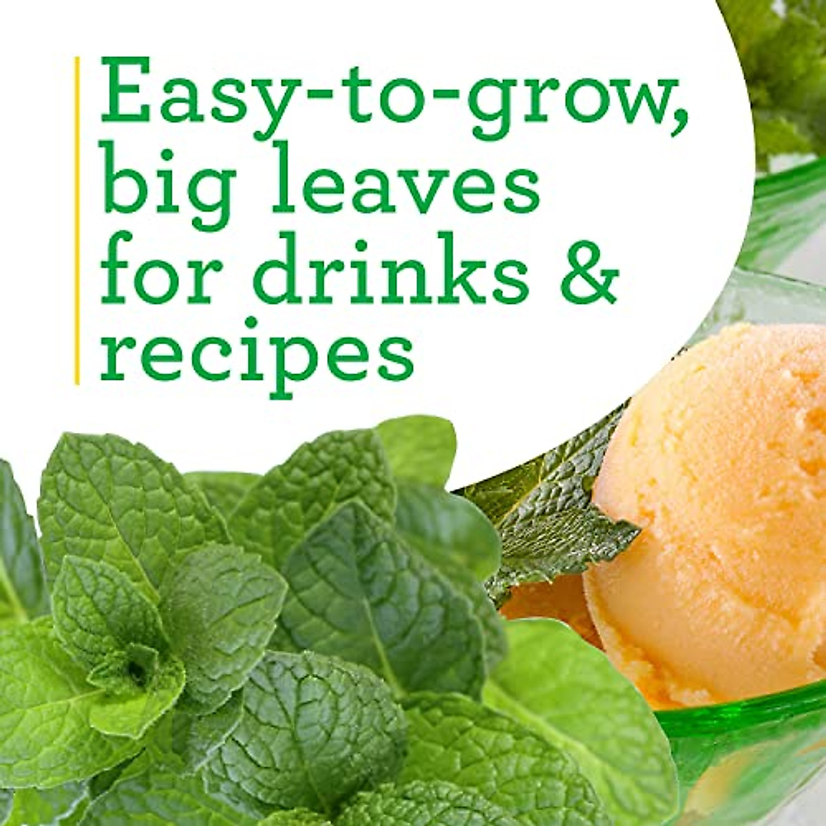 Bonnie Plants Sweet Mint Live Edible Aromatic Herb Plant - 4 Pack, Easy To Grow, Non-GMO, Perennial In Zones 5 to 11, Used In Teas & Other Beverages, Salads, Garnish, Jelly & Desserts