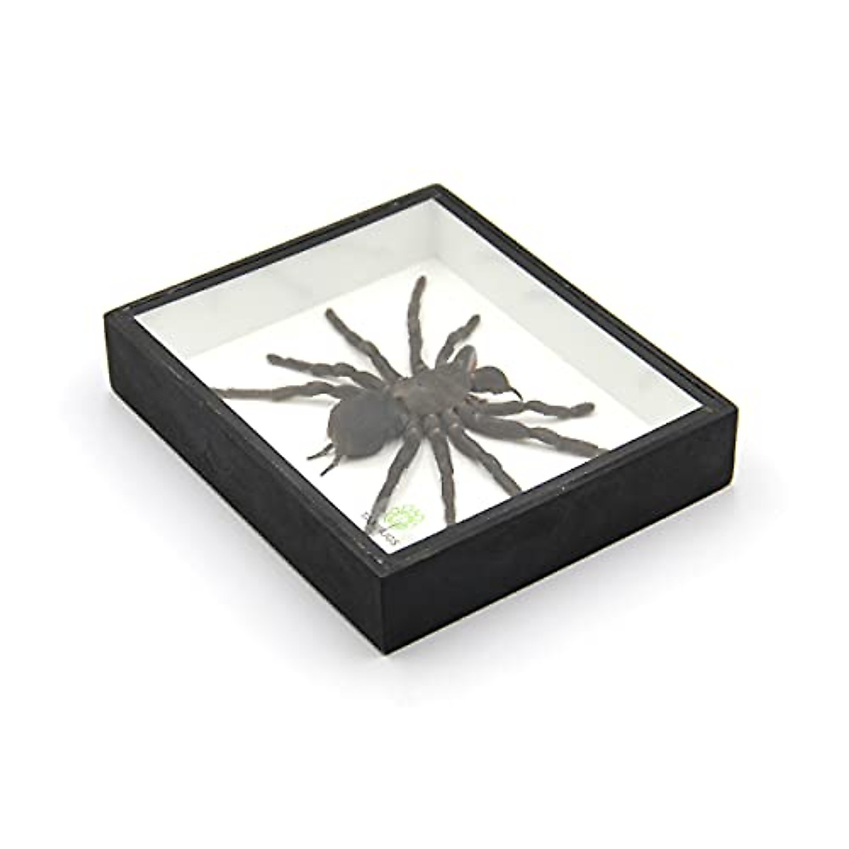 Real Giant Bird Eating Tarantula EURYPEIMA SPINCRUS Spider Taxidermy Transparent Boxed Display (Black Wooden Box)