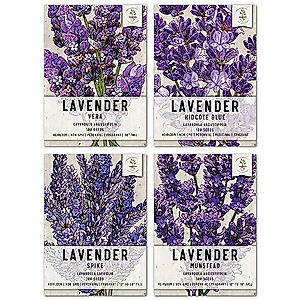 Seed Needs, Lavender Herb Seed Packet Collection (4 Varieties of Lavender Seeds for Planting) Heirloom, Non-GMO & Untreated