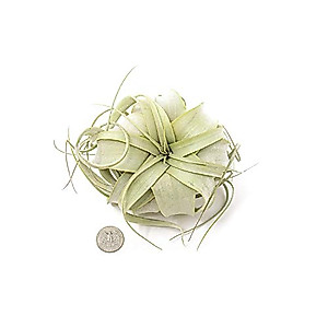Tillandsia Xerographica Air Plant, Tillandsia Air Plants Live Large Indoor Plants Live Houseplants, Exotic Plants for Succulent Terrarium, Fairy Garden Decor, Succulents Live Plants by Plants for Pets