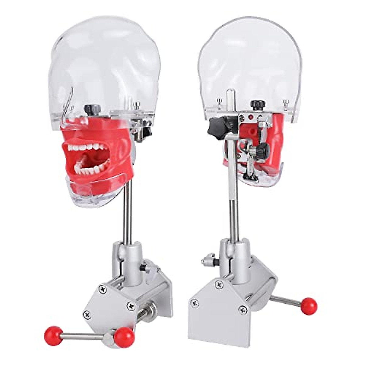 LVCHEN Manikin Simulator Head Lab Training Phantom Head with Typodont Teeth Model Fixed on Desk 1:1 High Emulation 360-Degree Adjustable for Dental Schools Education Practical Demonstration