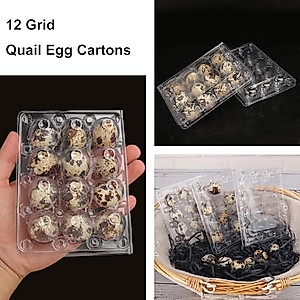 210 Pack Quail Egg Cartons, Clear Plastic Quail Egg Trays, Holds up to 12 Quail Eggs Securely - Your Ultimate Small Eggs Carton Holders for Bulk Storage and Display by KUKLIPJIM