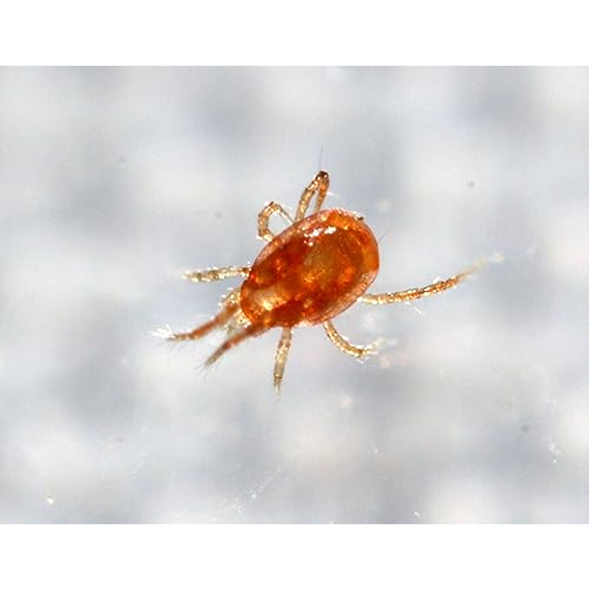 Nature's Good Guys 2,000 Live Adult Predatory Mites Packed in a 16 oz Container - P. persimilis a Predatory Mite Species for Spider Mite Control - Ships Next Business Day!