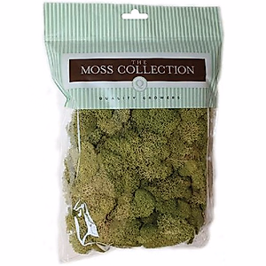 Quality Growers QG2060 Preserved Reindeer Moss, 108.5 Cubic Inch, Spring Green