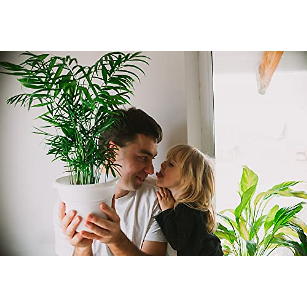 American Plant Exchange Live Chamaedorea Elegans Plant, Parlor Palm Tree, Neanthe Bella Palm Tree, Plant Pot for Home and Garden Decor, 6" Pot