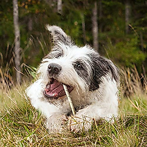 Cadet Premium Grade Beef Hide for Dogs, Long Lasting Rawhide Twist Chew Sticks, Natural Dog Chews, 5 Inch Dog Bones (34 Count)