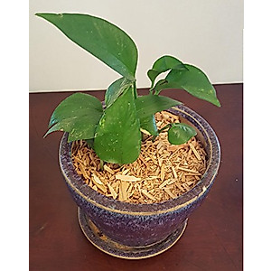 100% Natural Cedar Chips | Mulch | Great for Outdoors or Indoor Potted Plants | Dog Bedding | Pleasant Earthy Smell (4 Quart)