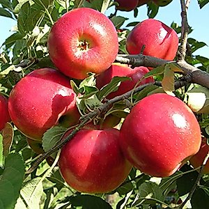 100 Pcs Apple Seeds for Planting