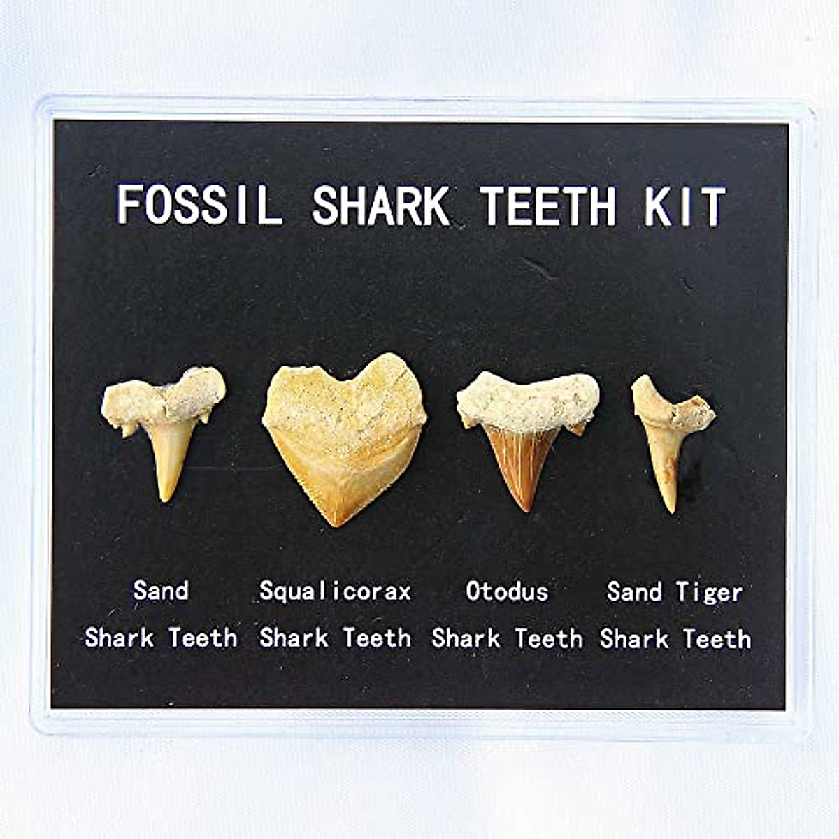 SUNNYHILL Shark Teeth Fossils Specimen Shark Gifts Real Prehistoric Shark Tooth Set for Education and Collection