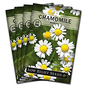 Sow Right Seeds - Roman Chamomile Seeds for Planting - Non-GMO Heirloom Seeds; Instructions to Plant and Grow an Herbal Tea Garden, Indoors or Outdoor; Great Gardening Gift. (4)