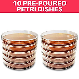 Yeast Peptone Dextrose (YPD) Agar Plates - Evviva Sciences - Great for Yeast Cultivation - 10 Prepoured YPD Petri Dishes - Great for Science Projects