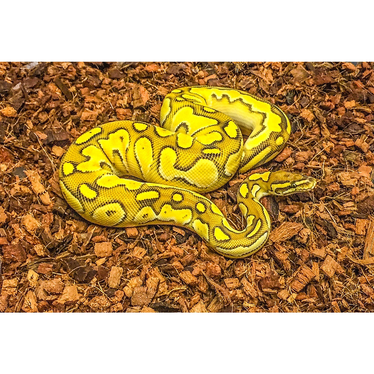 ReptiChip Compressed Coconut Chip Substrate for Reptiles 72 Quart Coco Husk Bedding Brick for Ball Pythons, Snakes, Tortoises, Geckos, Frogs, or Lizard Terrarium Tanks