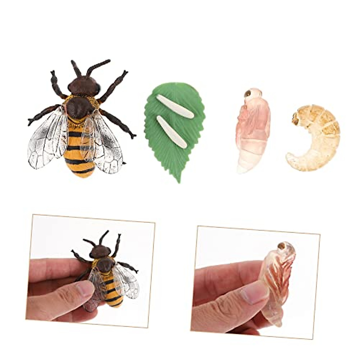Yardenfun 1 Set Stag Beetle Growth Week Little Critters Toys Educational Toys for Kids Spider Toy Honey Life Cycle Models Growth Statue Bee Growth Cycle Plastic Honey Bee Life Cycle Models