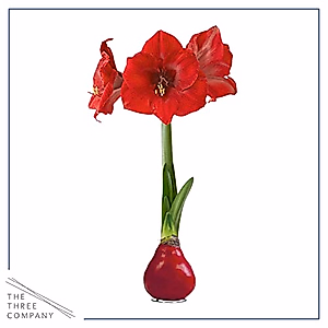 Waxed Amaryllis Bulb - Valentine's Red - Easy Care, No Watering Needed - Beautiful Live Décor