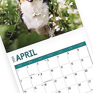 2024 Corgis Monthly Wall Calendar by Bright Day, 12 x 12 Inch Cute Dog Breed Gift
