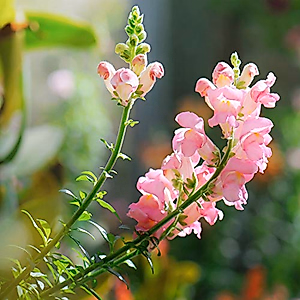 Outsidepride Antirrhinum Majus Snapdragon Appleblossom Garden Cut Flowers - 5000 Seeds