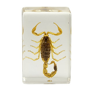 Celestron 44407 3D Bug Specimen Kit #1 (Black, Brown, Yellow)