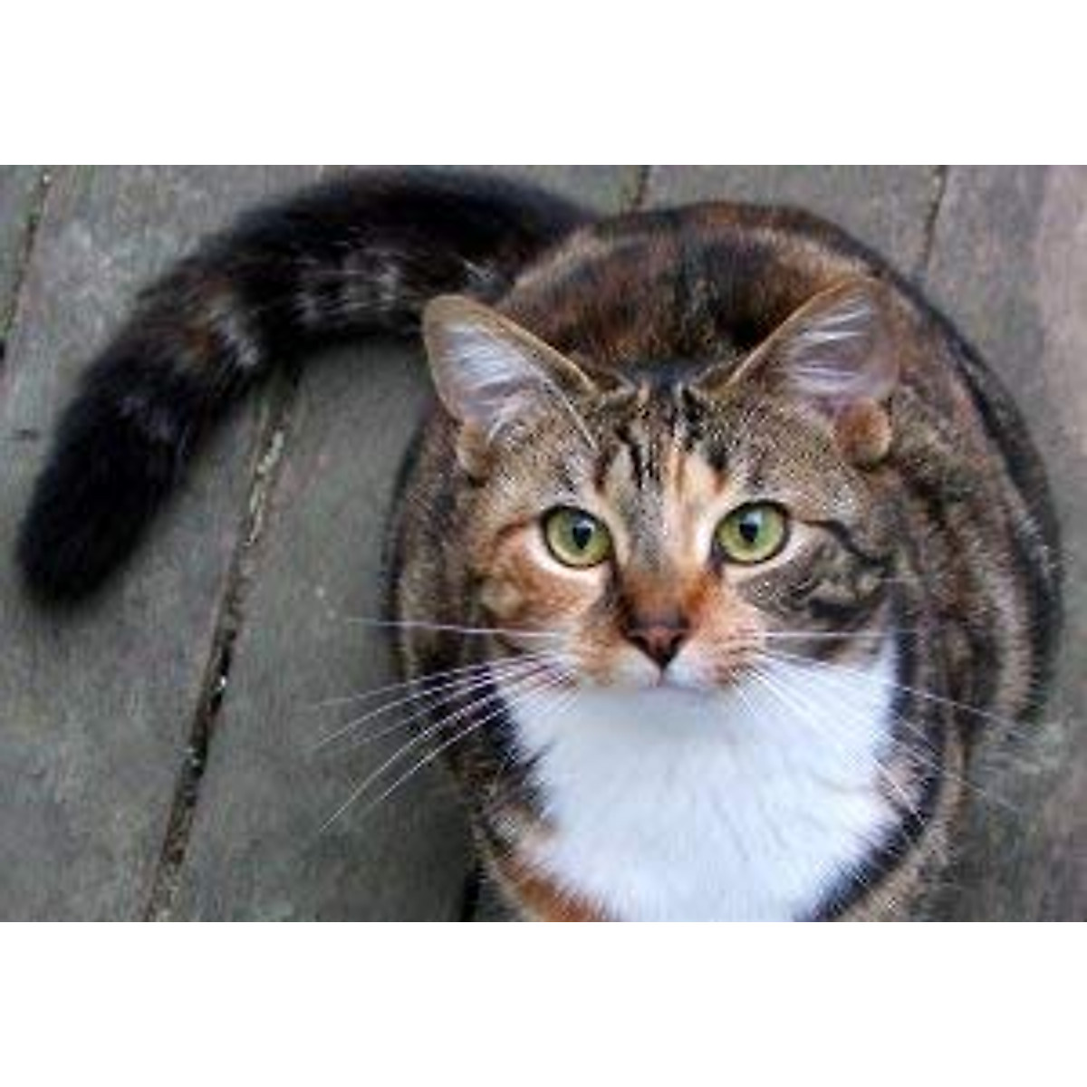 PET SUPPLEMENTS cat Immune Health - CAT Immune Support - Booster - Premium Complex - Treats - cat Skin and Coat - 2 Bottle (120 Chews)