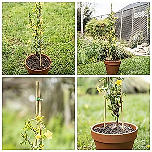 Mininfa Natural Bamboo Stakes 2 Feet, Eco-Friendly Garden Stakes, Plant Stakes Supports Climbing for Tomatoes, Trees, Beans, 30 Pack