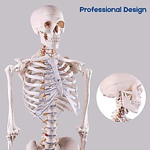 LYOU Human Skeleton Model, Medical Anatomical Skeleton Life Size 70.8 in with Rolling Stand for Anatomy Teaching and Studying, Colorful Poster Includes
