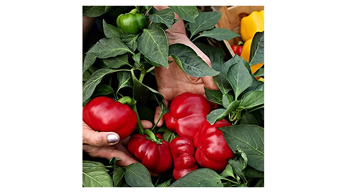 Old Farmer's Almanac Big Red Pepper Seeds - Non-GMO Heirloom Variety