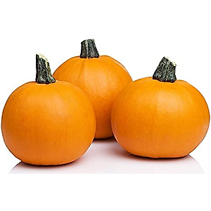 "Sugar Pie" Pumpkin Seeds for Planting, 20+ Heirloom Seeds Per Packet, (Isla's Garden Seeds), Non GMO Seeds, Non GMO Seeds, Botanical Name: Cucurbita Pepo, This Variety is for Making Pumpkin Pie!