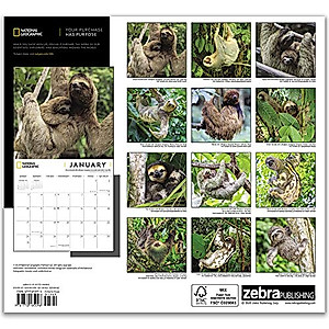 National Geographic Sloths 2021 Wall Calendar