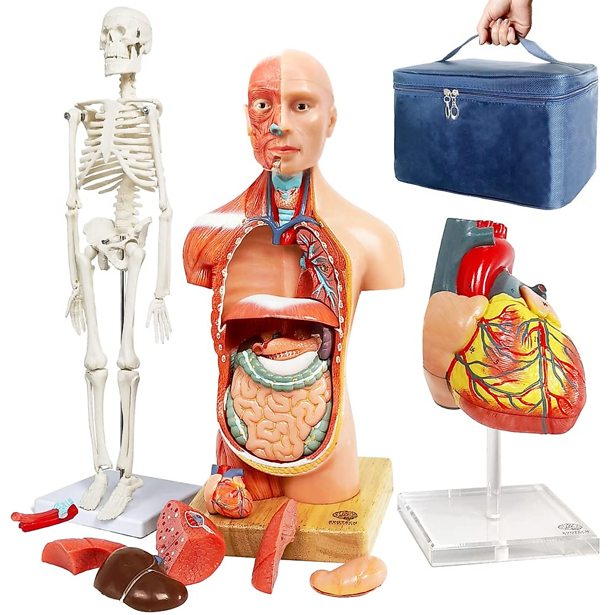 EVOTECH Human Body, Skeleton and Heart Models-Best Anatomy Model Bundle Set of 3 Hands-on 3D Model Study Tools for Medical Student or as Educational Kit for Kids