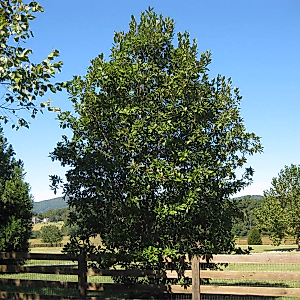 Sweet Bay Magnolia Tree | 30 Live Plants | Magnolia Virginiana | Beautiful Ornamental Specimen