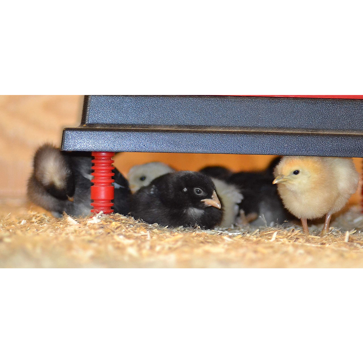 RentACoop Chick Brooder Heating Plate and Anti-Roost Cone Set - Brooder Heat Plate Warms Up to 30 Chicks - Chick Heater with 25 Adjustable Heights and 42 Watts - Safer Than Heat Lamps - 16" x 24"