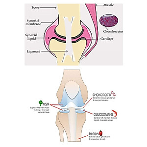 Omega Alpha Pets Performance and Mobility- GlucosaPet (1L)