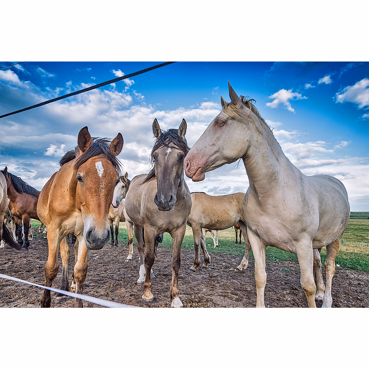 Country Vet Farmgard Permethrin Concentrate - 1 Quart (Case of 6) 343961CVA - Gets Rid of Flies, Mosquitoes, Silverfish, Cockroaches, Fleas, Millipedes, Gnats, Fruit Flies, Ticks, Lice, Spiders