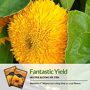 Survival Garden Seeds - Dwarf Sungold Sunflower Seed for Planting - Packet with Instructions to Plant and Grow Pom-Pom Teddy Bear Flowers in Your Home Vegetable Garden - Non-GMO Heirloom Variety