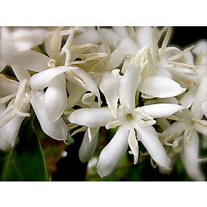 Fleur de Cafe Mountain Blossom Eau de Toilette 50 ml